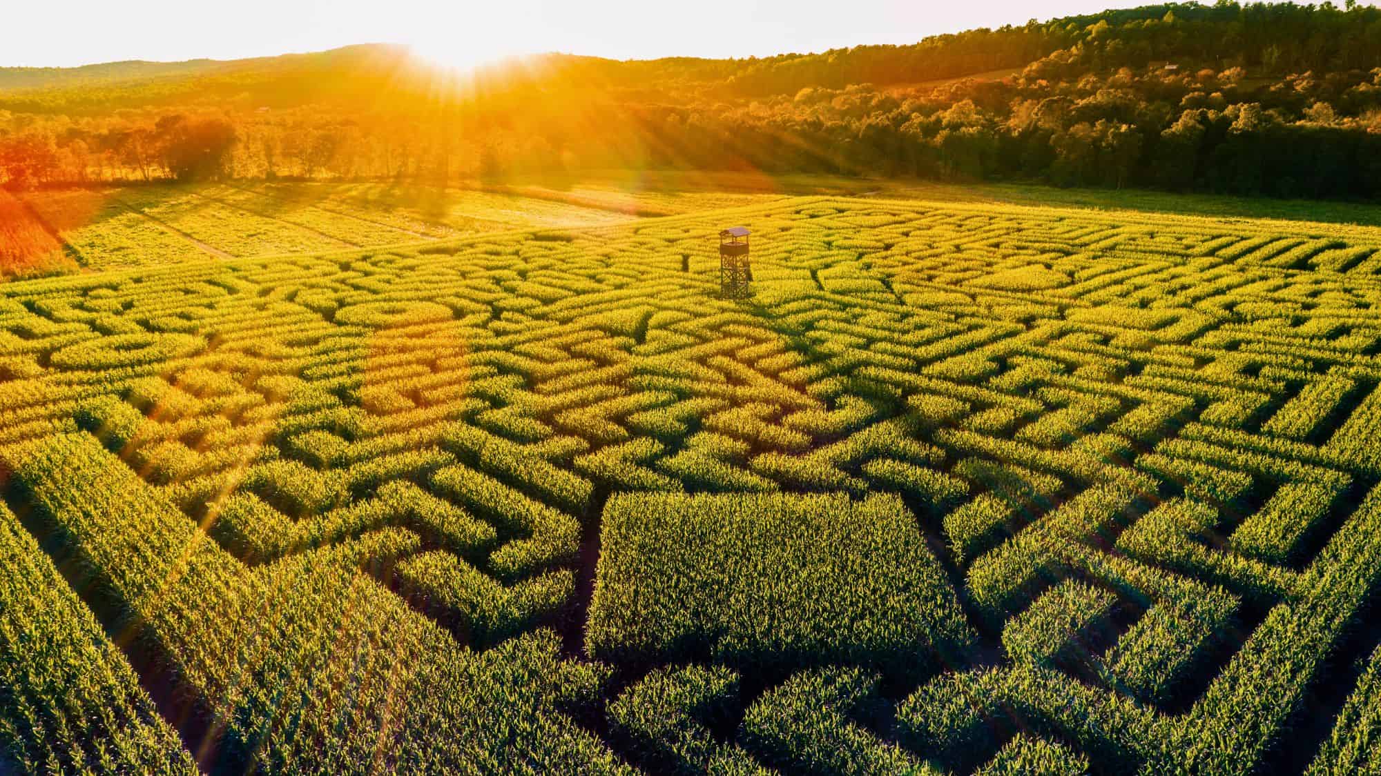 11 Must-See Corn Mazes Across The USA Before Fall Slips Away